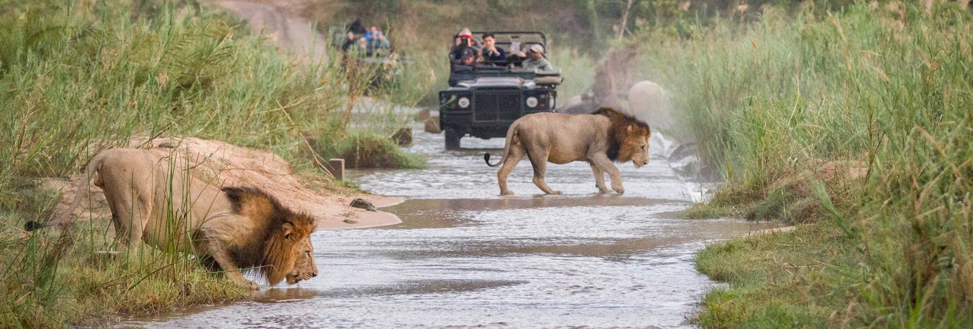 On a Safari, Work Overseas on a Safari, Work Abroad in Africa - Student ...